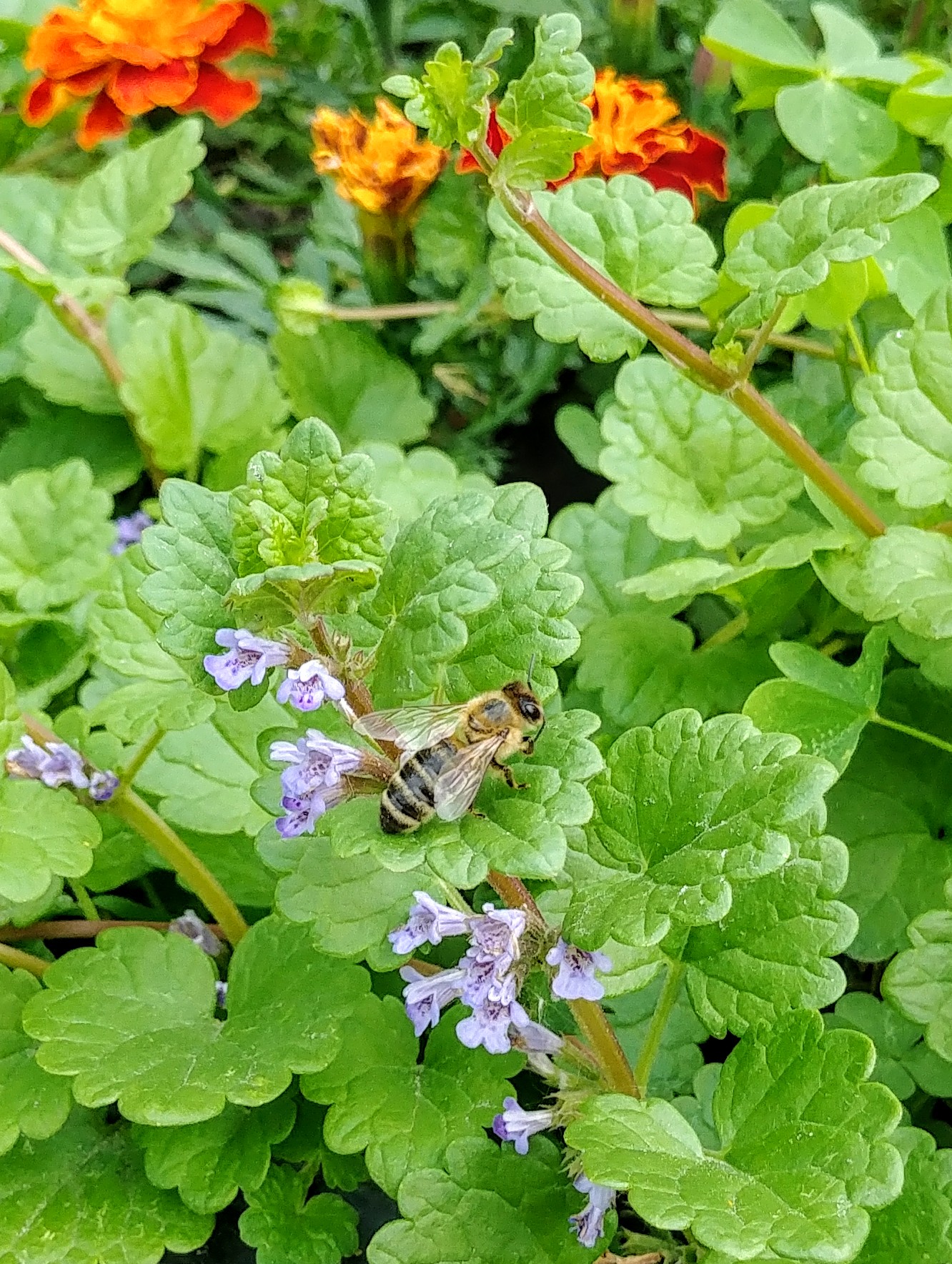 “Bee a Pal to Pollinators” Contest – Ideas & Photos! – GeNA