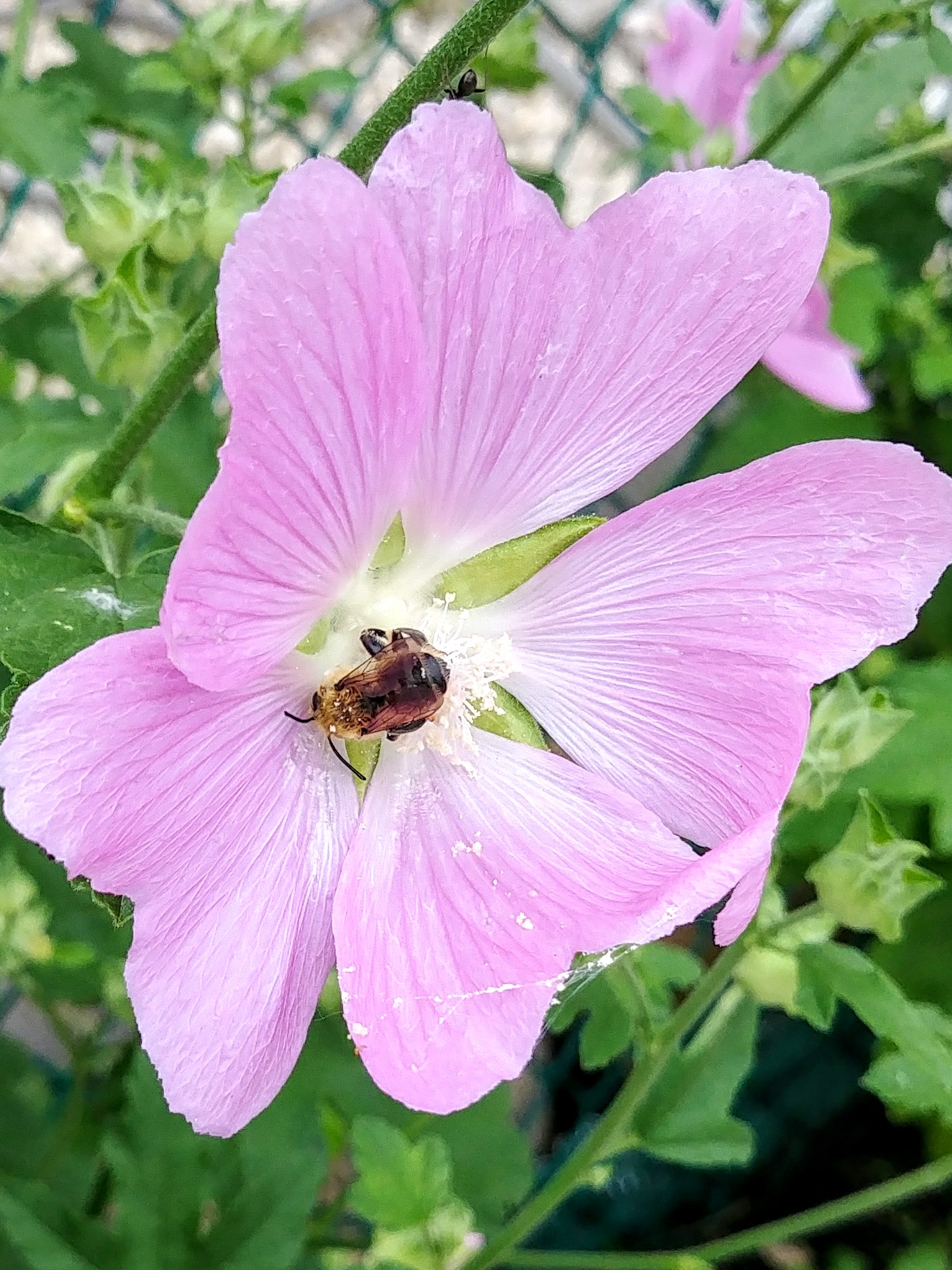 “Bee a Pal to Pollinators” Contest – Ideas & Photos! – GeNA