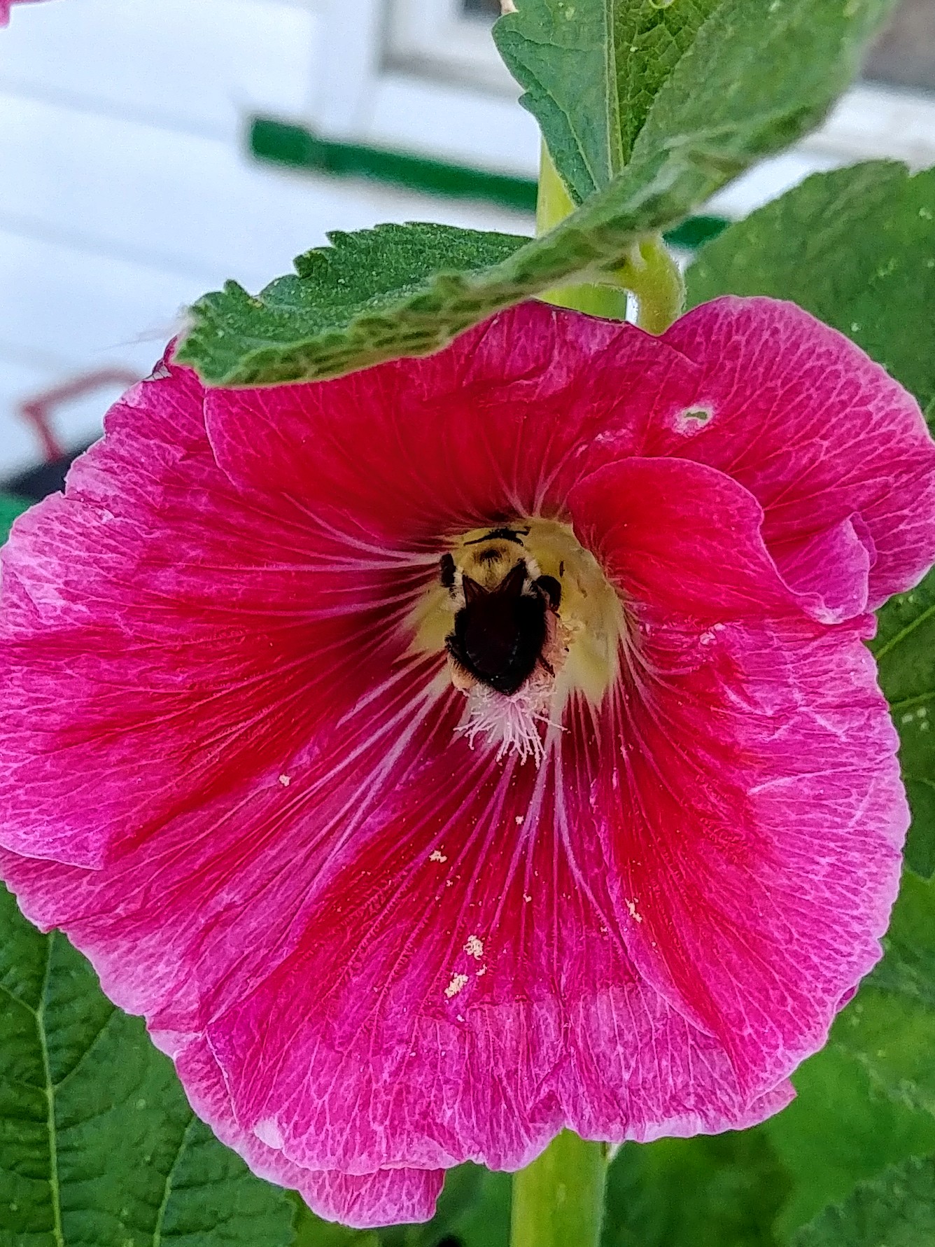 “Bee a Pal to Pollinators” Contest – Ideas & Photos! – GeNA